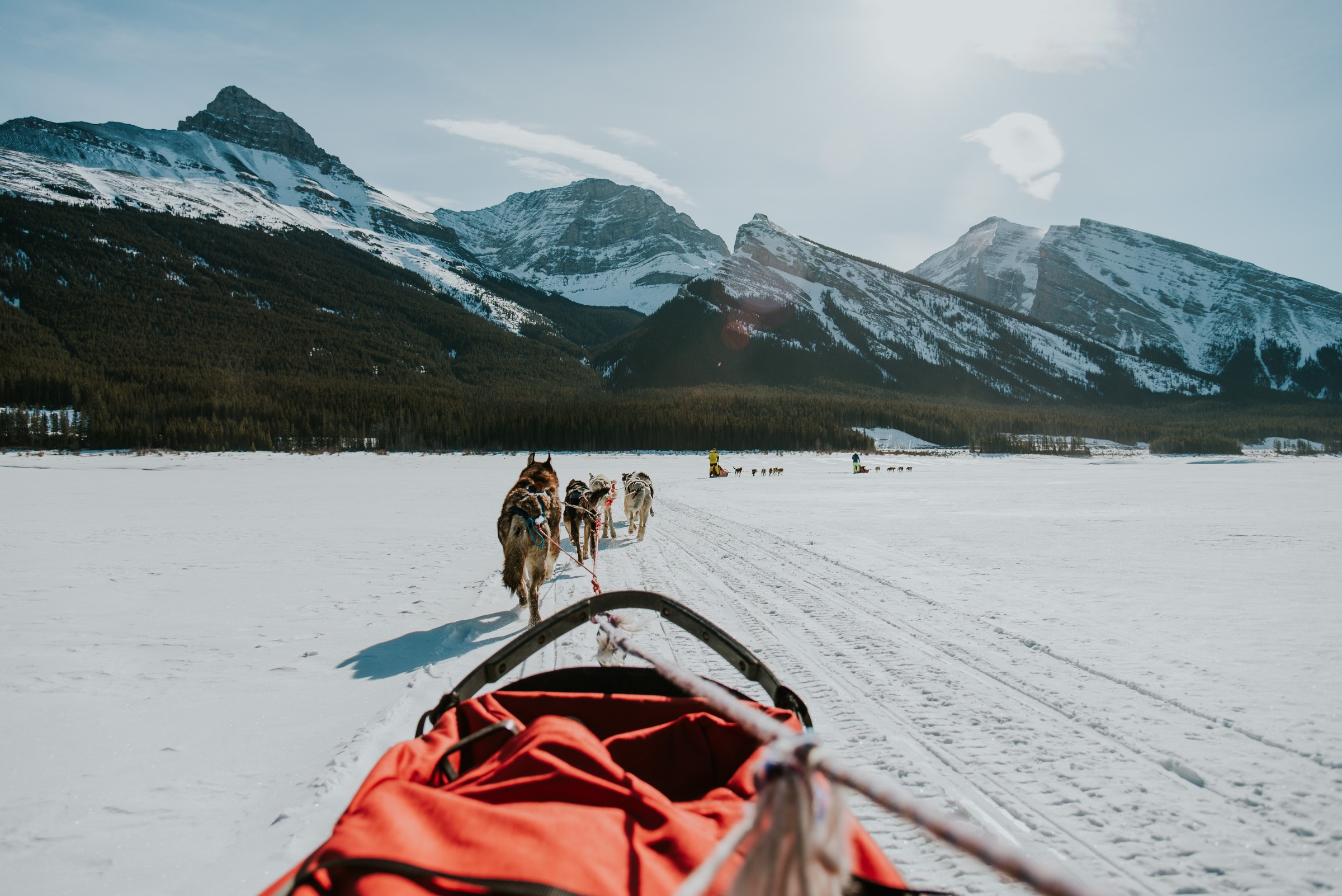 Dog Sledding: A Howling Good Time | Banff Adventures