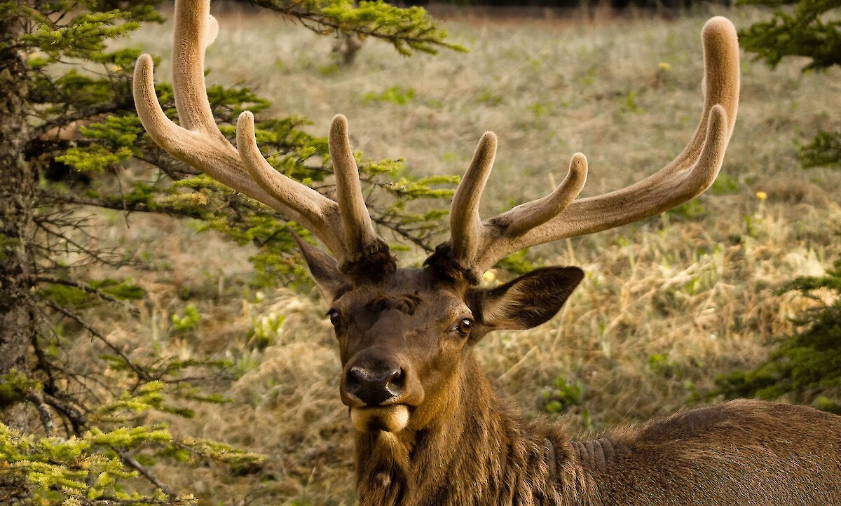 Get Wild with Banff Adventures Wildlife | Banff Adventures