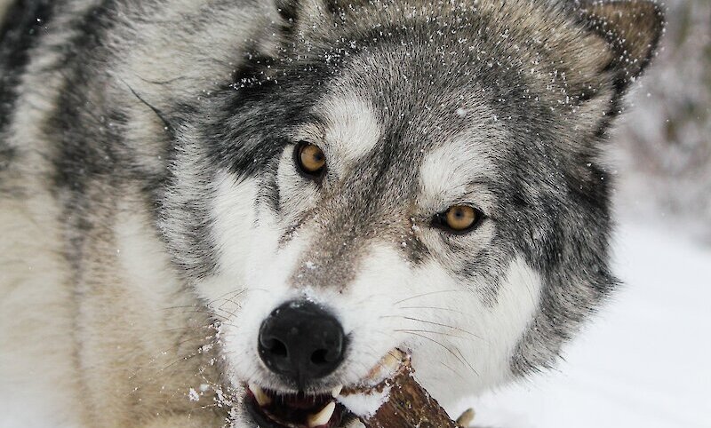 Banff Tours and Packages and Attractions | Banff Adventures