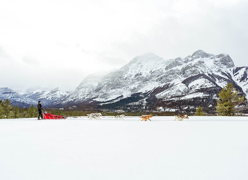 Family-Friendly Dog Sledding Experiences in Banff | Banff Adventures