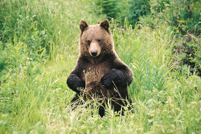 Your Guide to Bears and Safety in Banff National Park | Banff Adventures