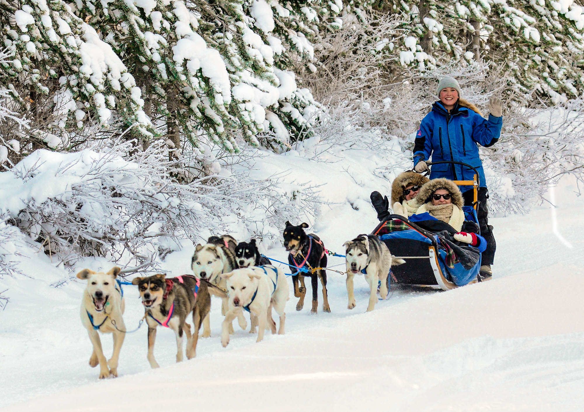 Wheel Dog Sled Build Wheel Dog Sled Build